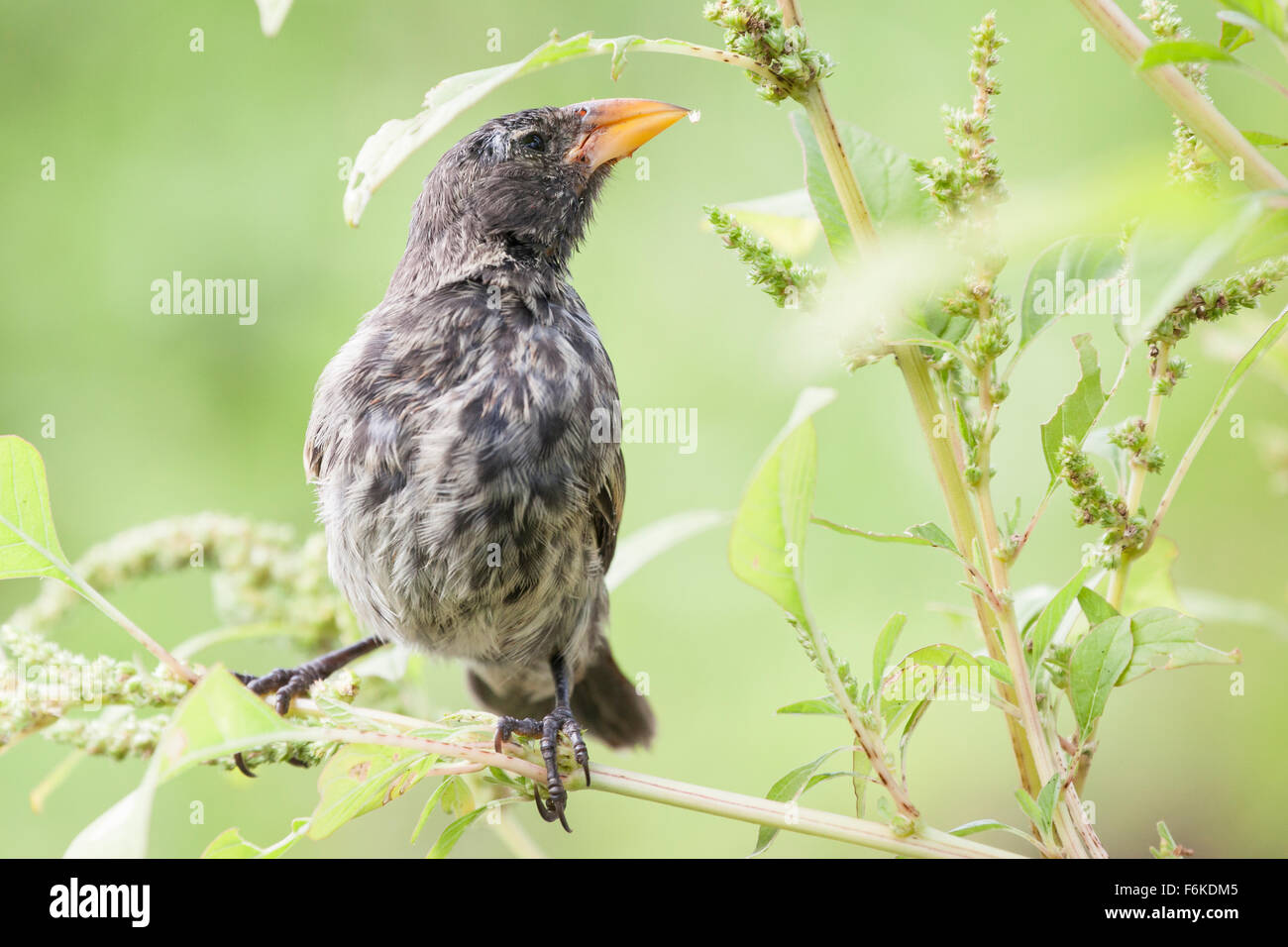 Cactus finch hi-res stock photography and images - Alamy