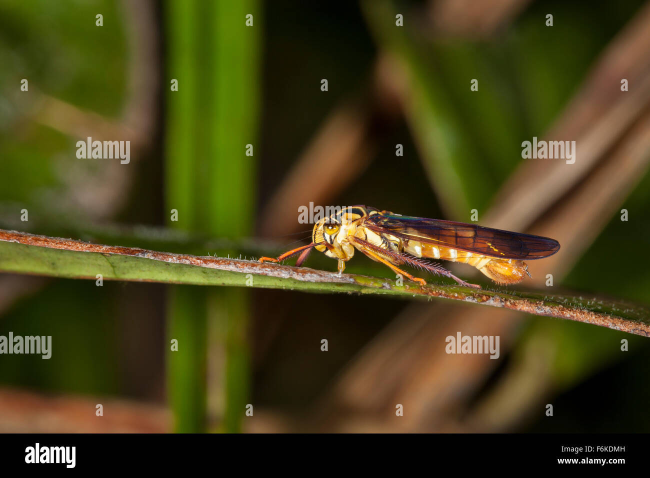 Batesian mimic hi-res stock photography and images - Alamy