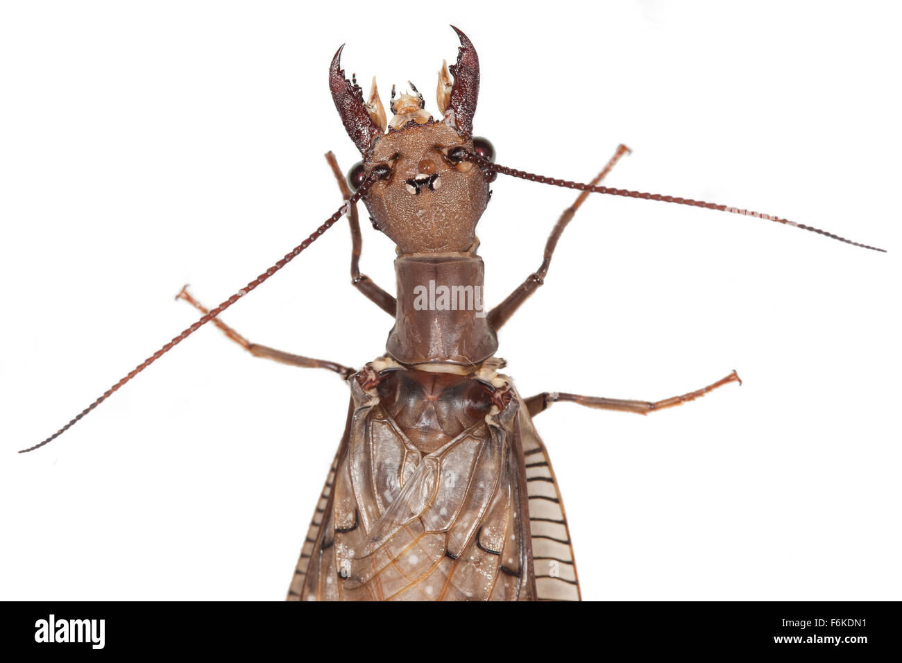 Insect mouthparts hi-res stock photography and images - Alamy