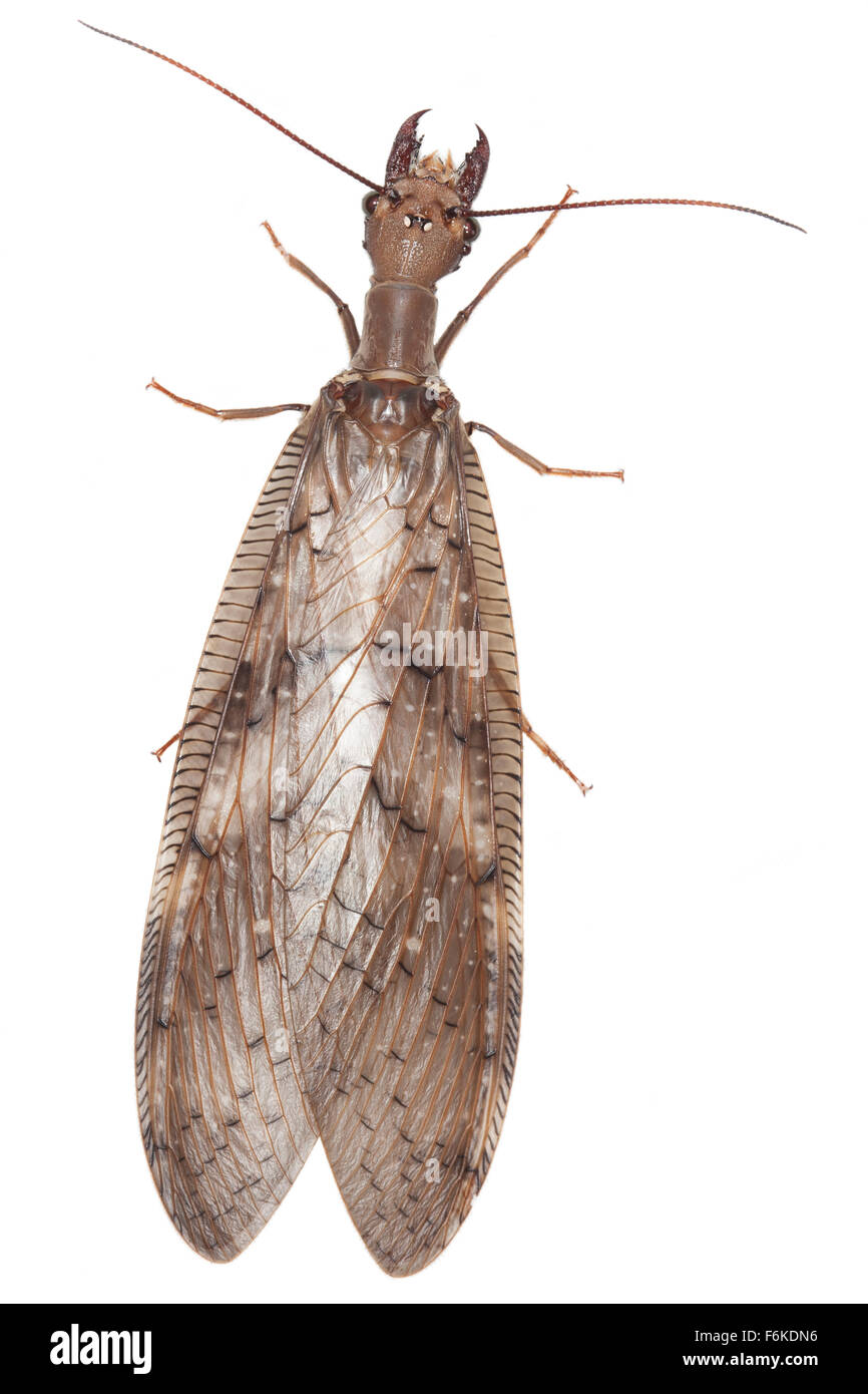 Winged Insect Mandible Best Insect Mandible Stock Videos and Royalty ...