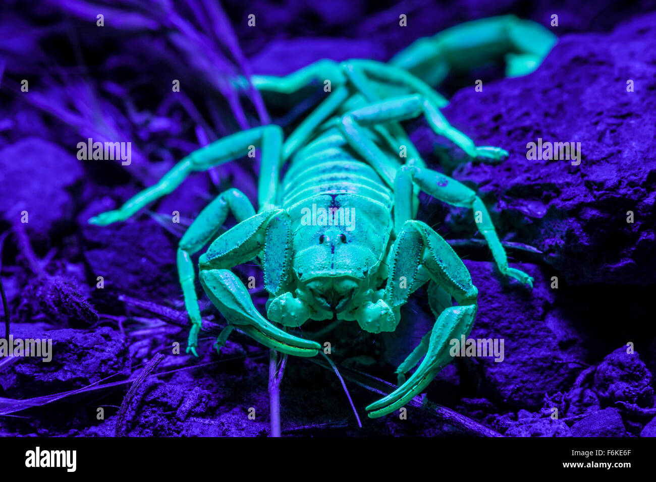 Scorpion under black light hi-res stock photography and images - Alamy