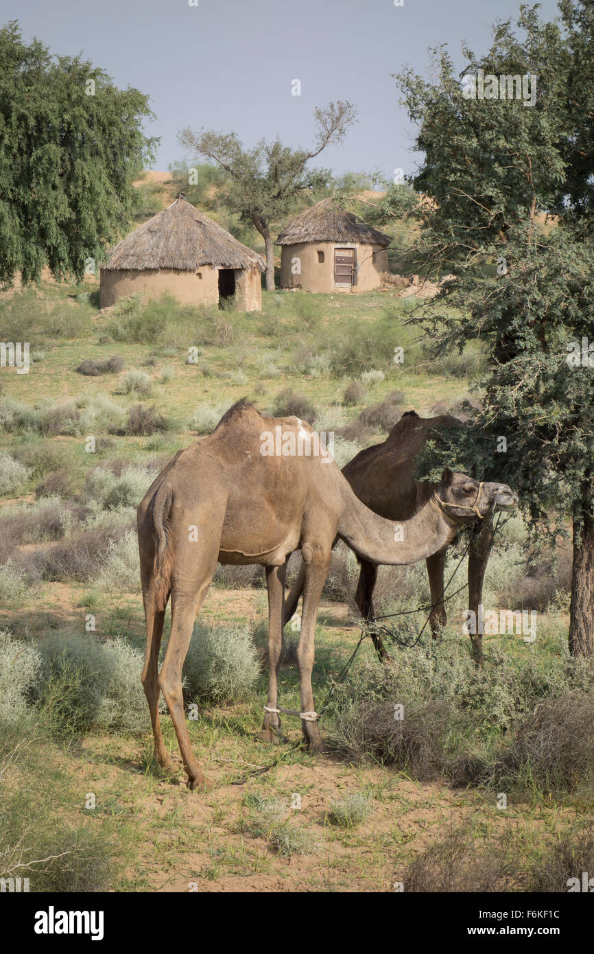 Camels grazing in front of a hut in the Thar desert (Rajasthan, India ...