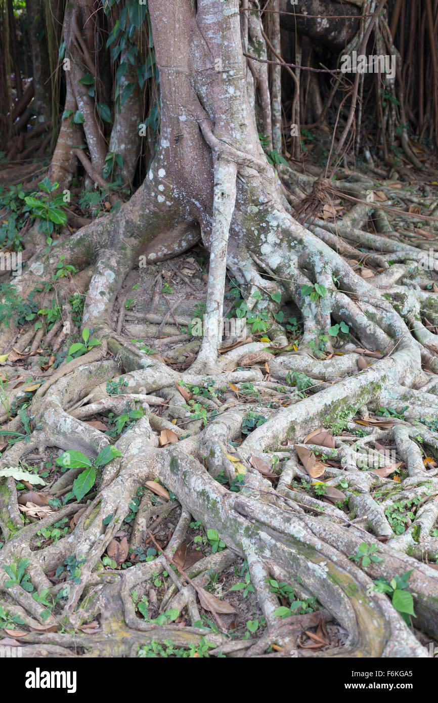 Banyan tree roots, Bali, Indonesia Stock Photo - Alamy