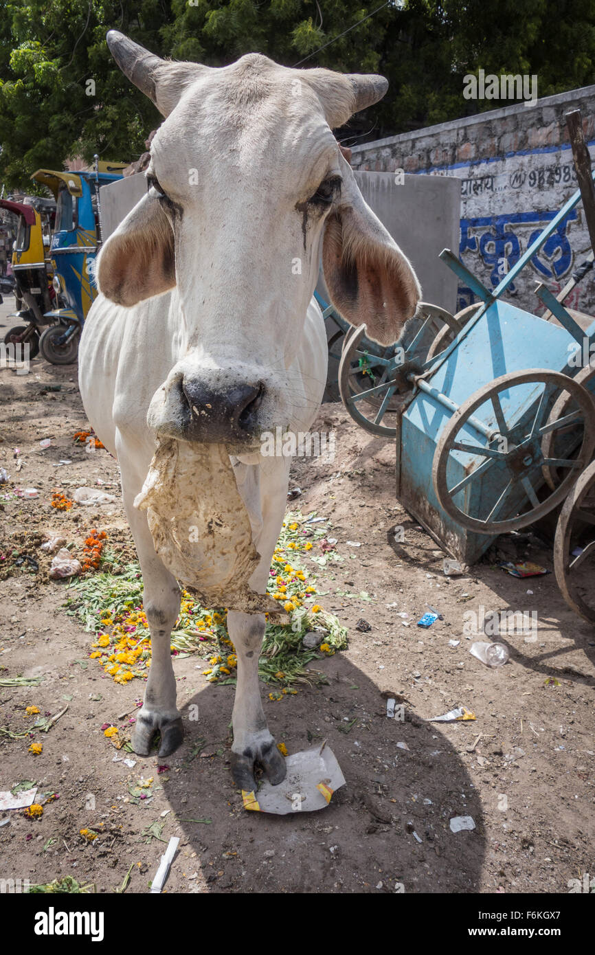 Cow eating trash on the streets of Jodhpur, India Stock Photo - Alamy