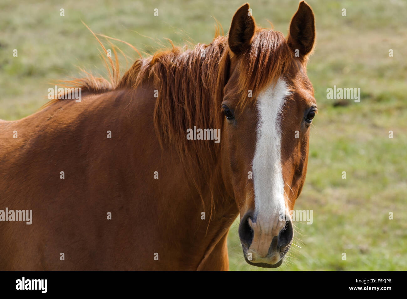 Mustang horse portrait closeup looking at camera Stock Photo - Alamy
