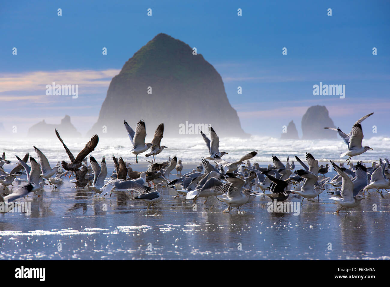 A flock of seagulls takes flight with Haystack Rock in the background ...