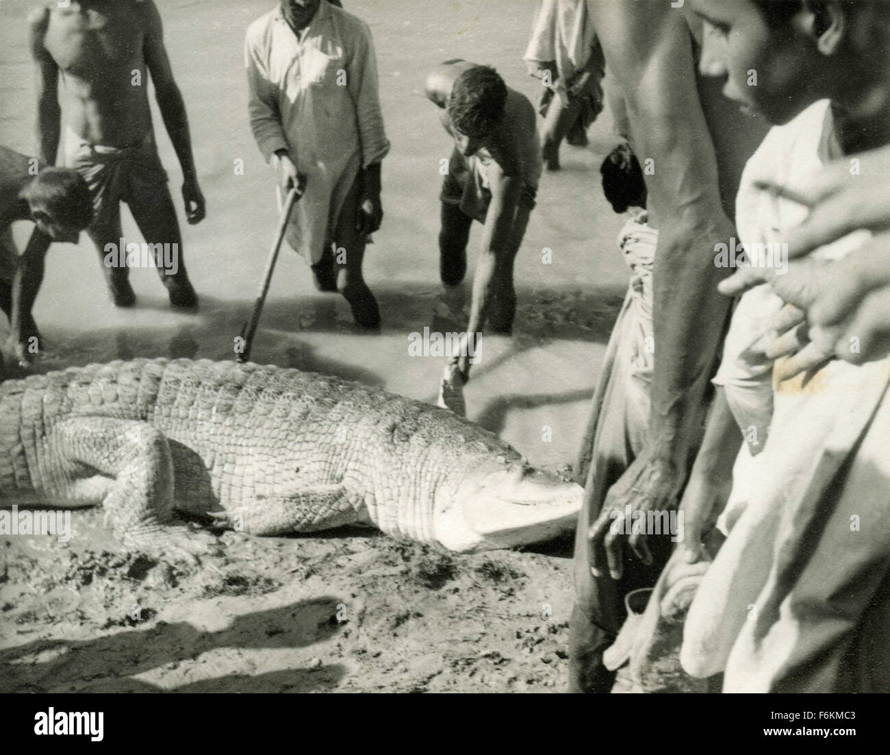 A crocodile, Pakistan Stock Photo - Alamy