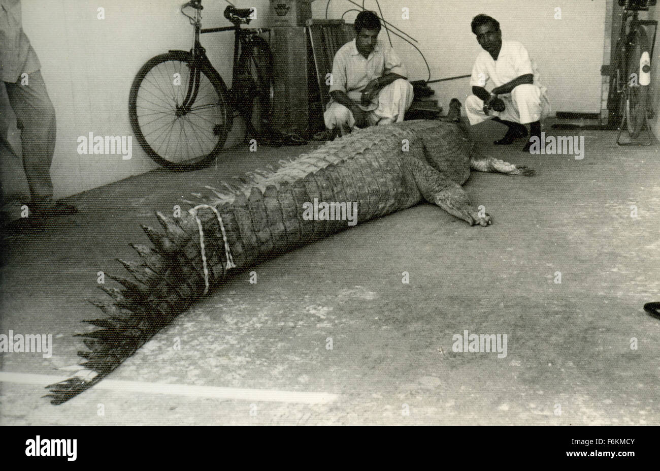 Crocodile captured, Pakistan Stock Photo - Alamy