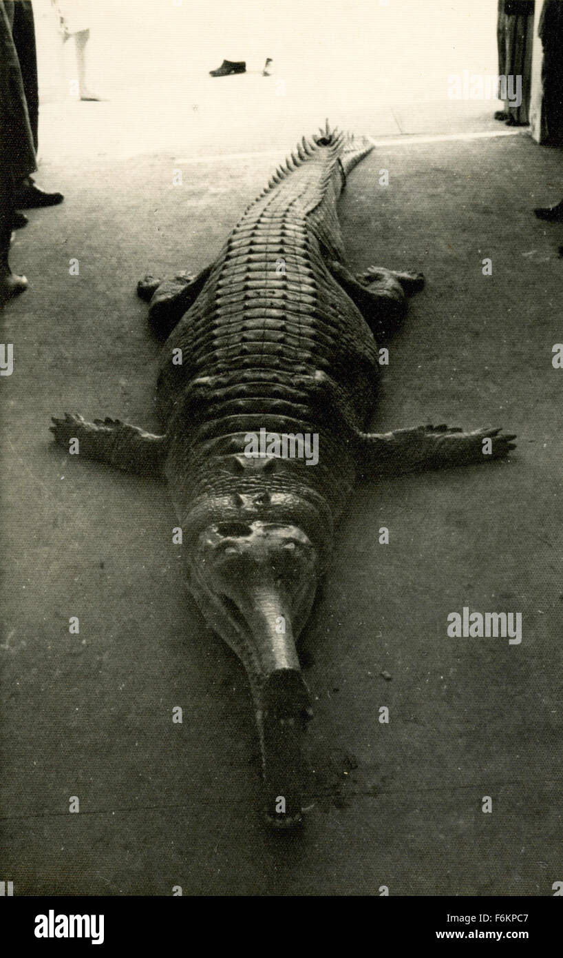 Crocodile died pakistan hi-res stock photography and images - Alamy