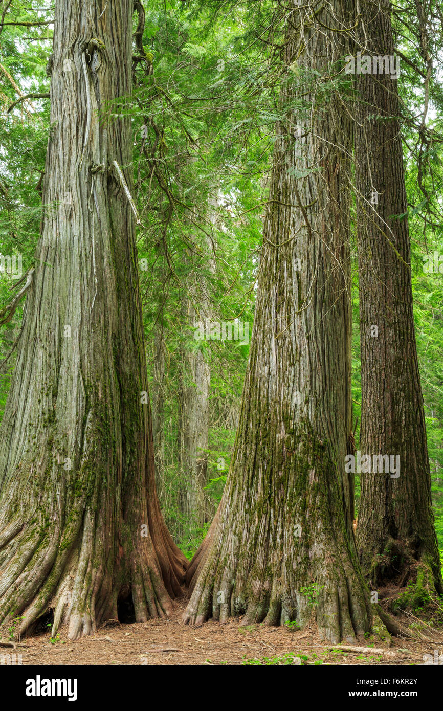 Giant red cedar tree hi-res stock photography and images - Alamy