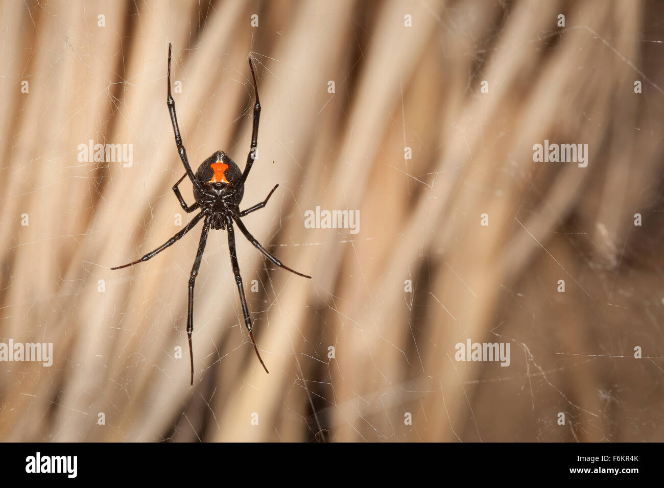 Underside of a western black widow spider (Latrodectus hesperus) in its ...