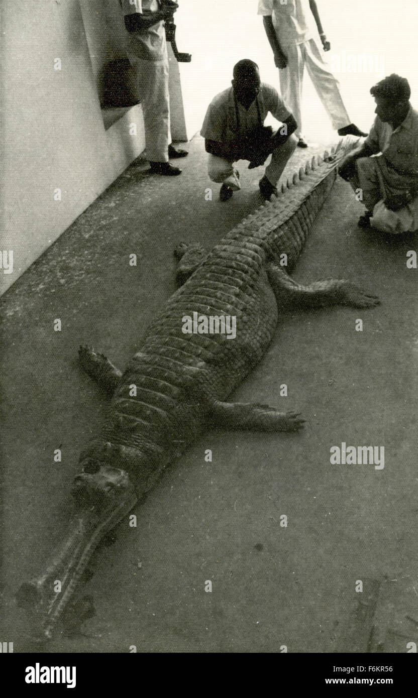 Crocodile died pakistan hi-res stock photography and images - Alamy