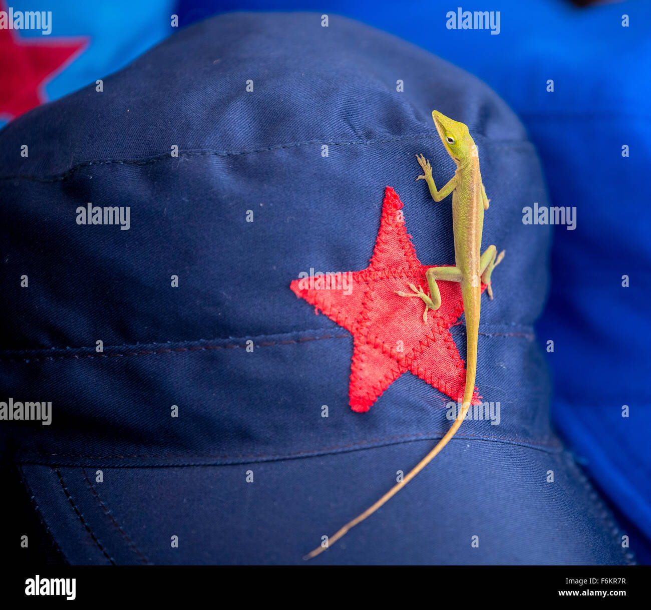 blue cap with red Soviet star and Gecko (Gekkonidae), souvenirs, La ...