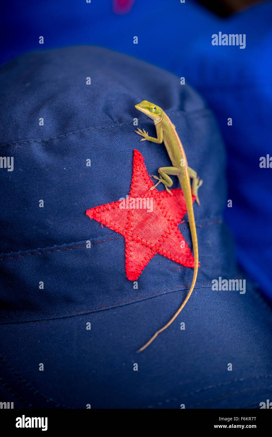 blue cap with red Soviet star and Gecko (Gekkonidae), souvenirs, La ...