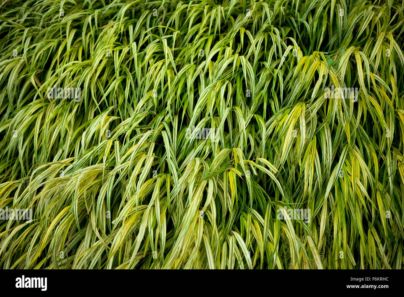 Vegetation background hi-res stock photography and images - Alamy