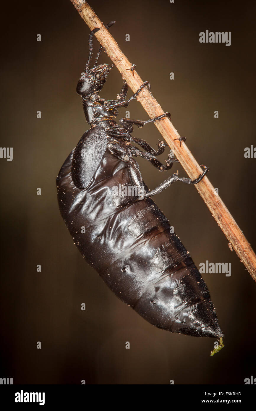 Meloidae family hi-res stock photography and images - Alamy