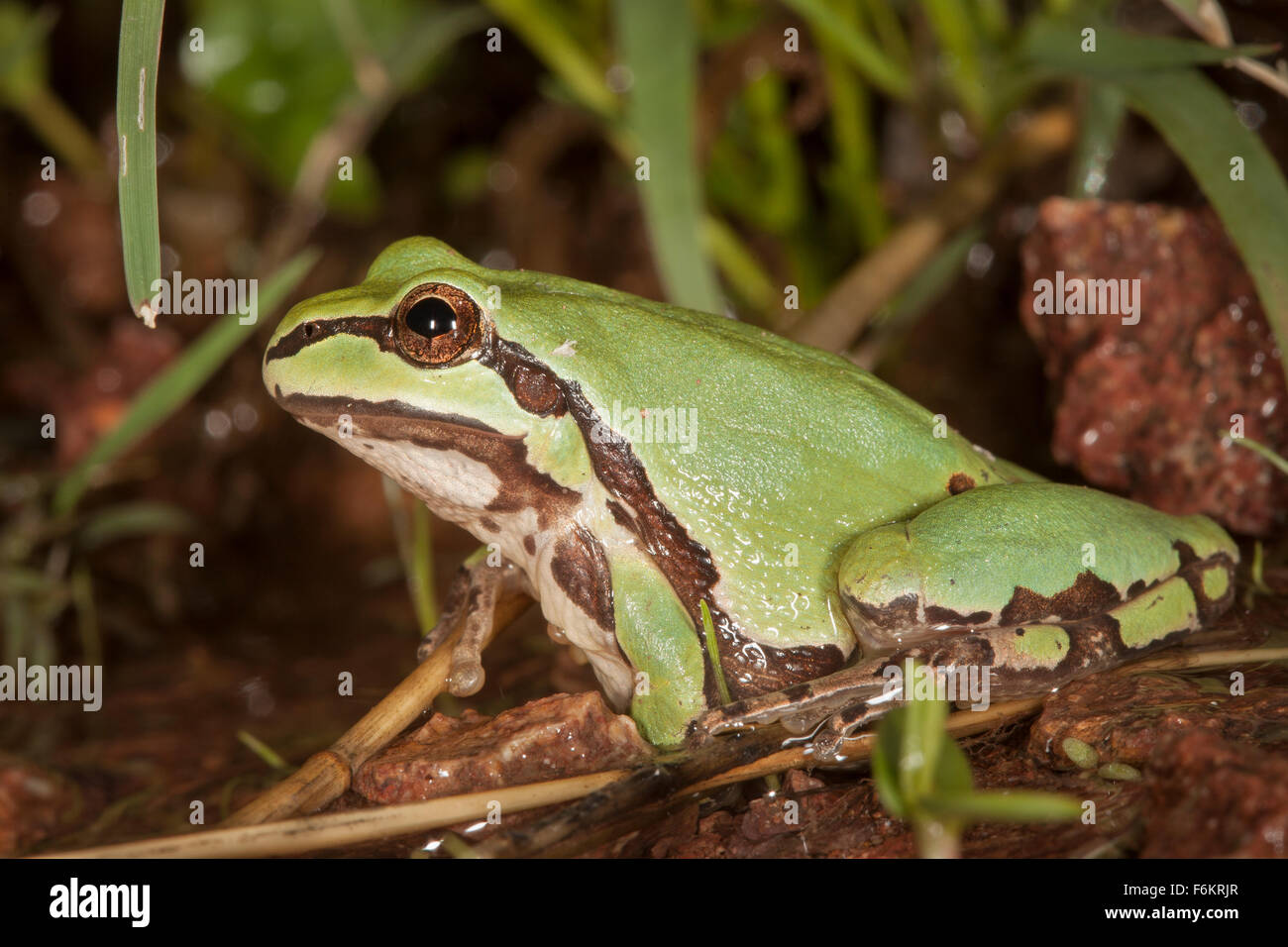 Wright's mountain tree frog (Hyla wrightorum) in Arizona. Formerly ...