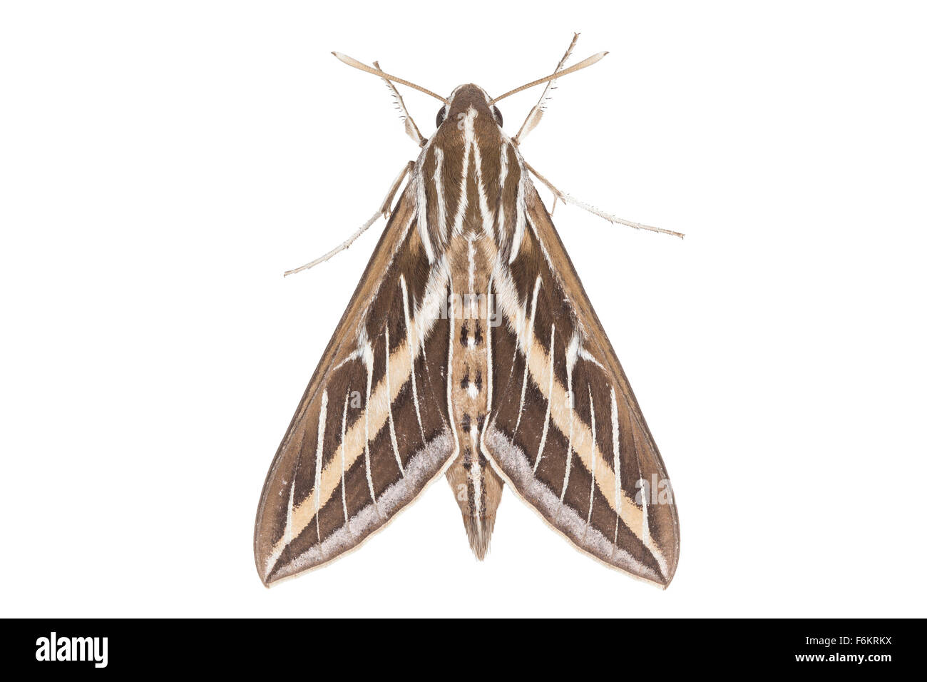 Moth white background hi-res stock photography and images - Alamy