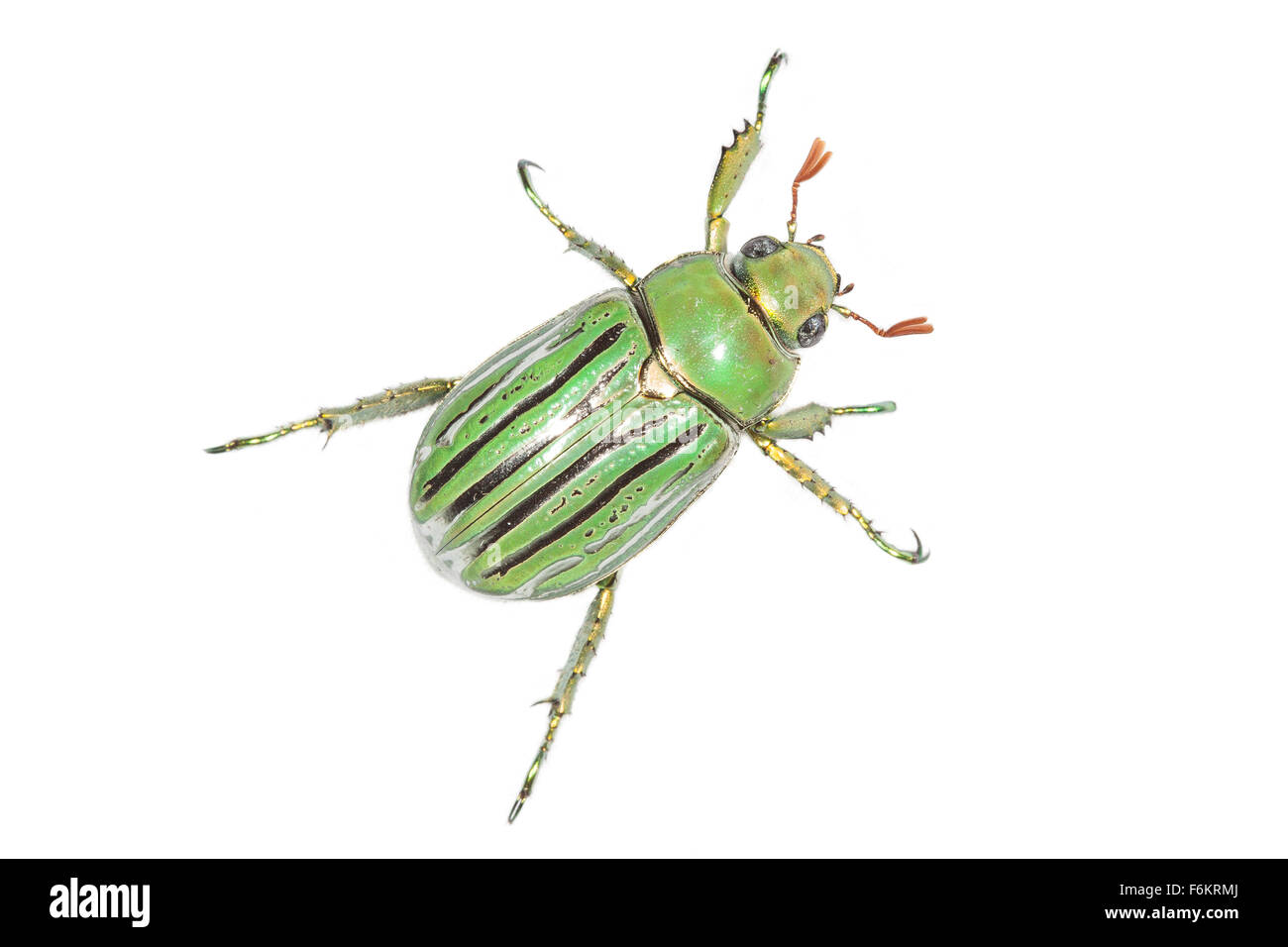 A silver and green striped june beetle (a type of scarab) on a white ...