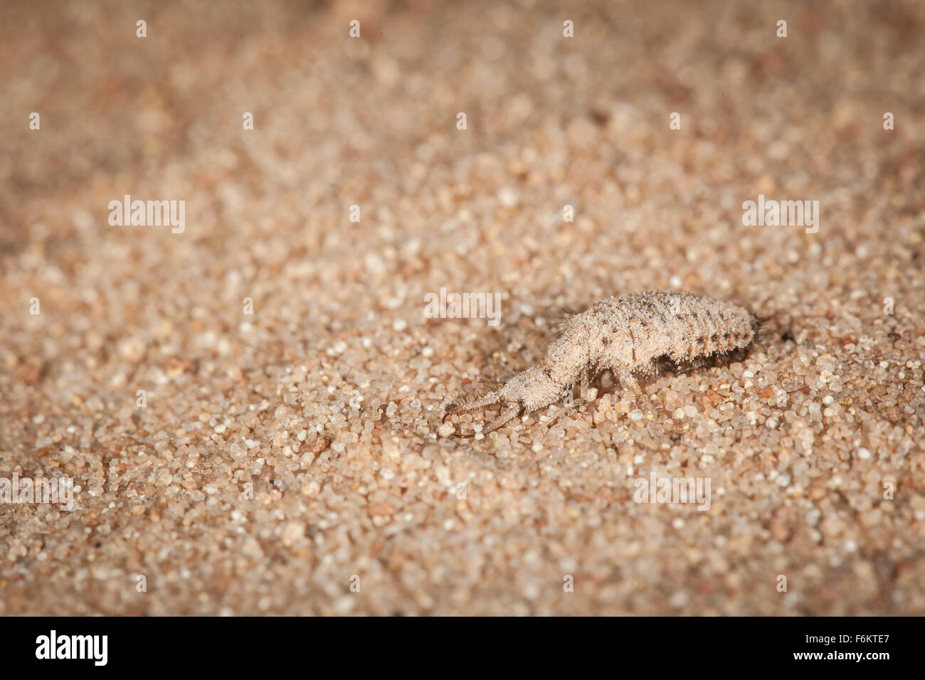 Larval ant lion, aka doodlebug. These insects burrow into sand and ...