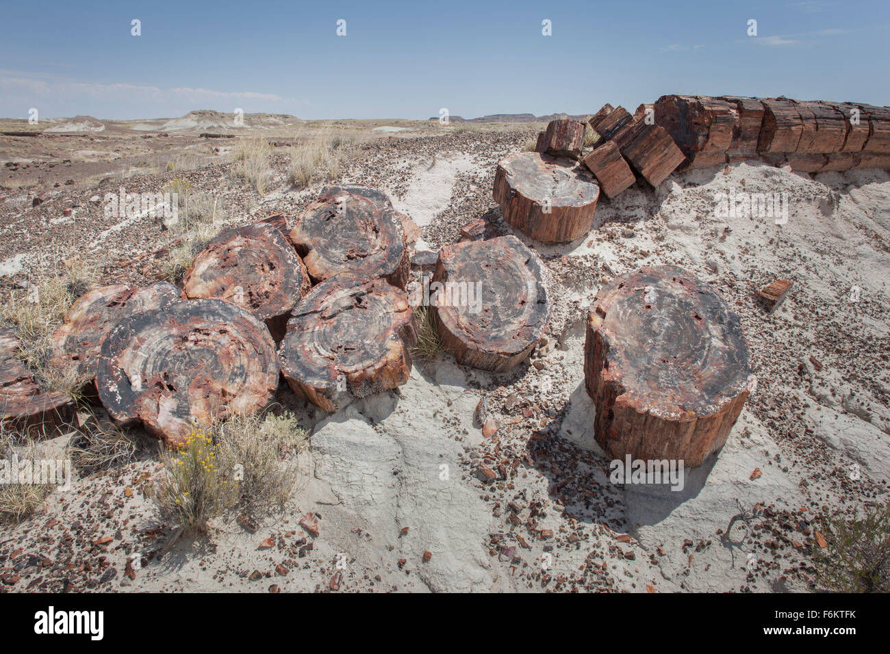 Petrified log in Petrified Forest National Park Stock Photo - Alamy