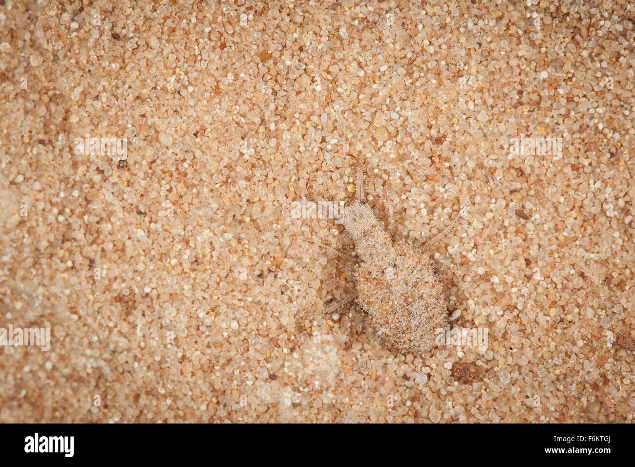 Larval ant lion, aka doodlebug. These insects burrow into sand and ...