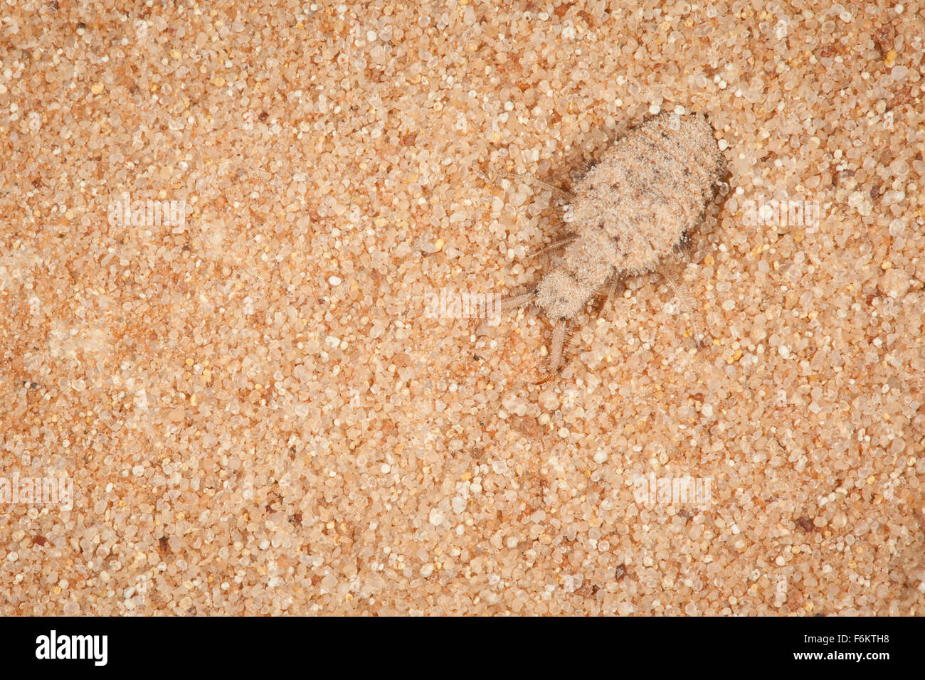 Larval ant lion, aka doodlebug. These insects burrow into sand and ...