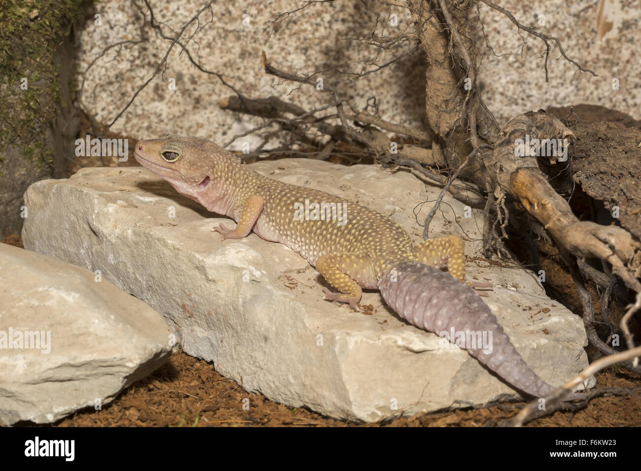 Portrait of nice gecko in the terrarium Stock Photo - Alamy