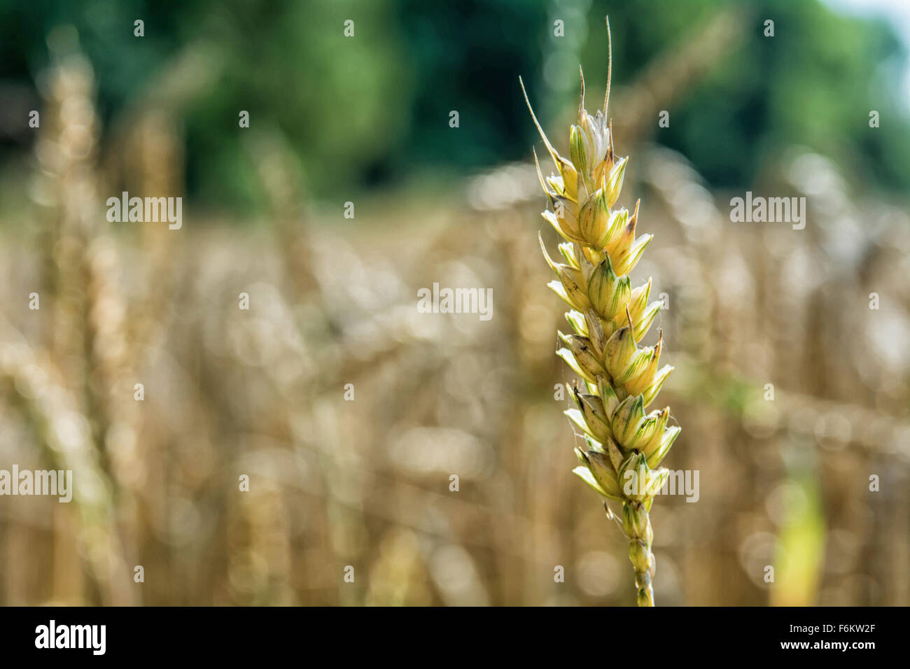 Detail Ear of corn with nice blurred background Stock Photo - Alamy