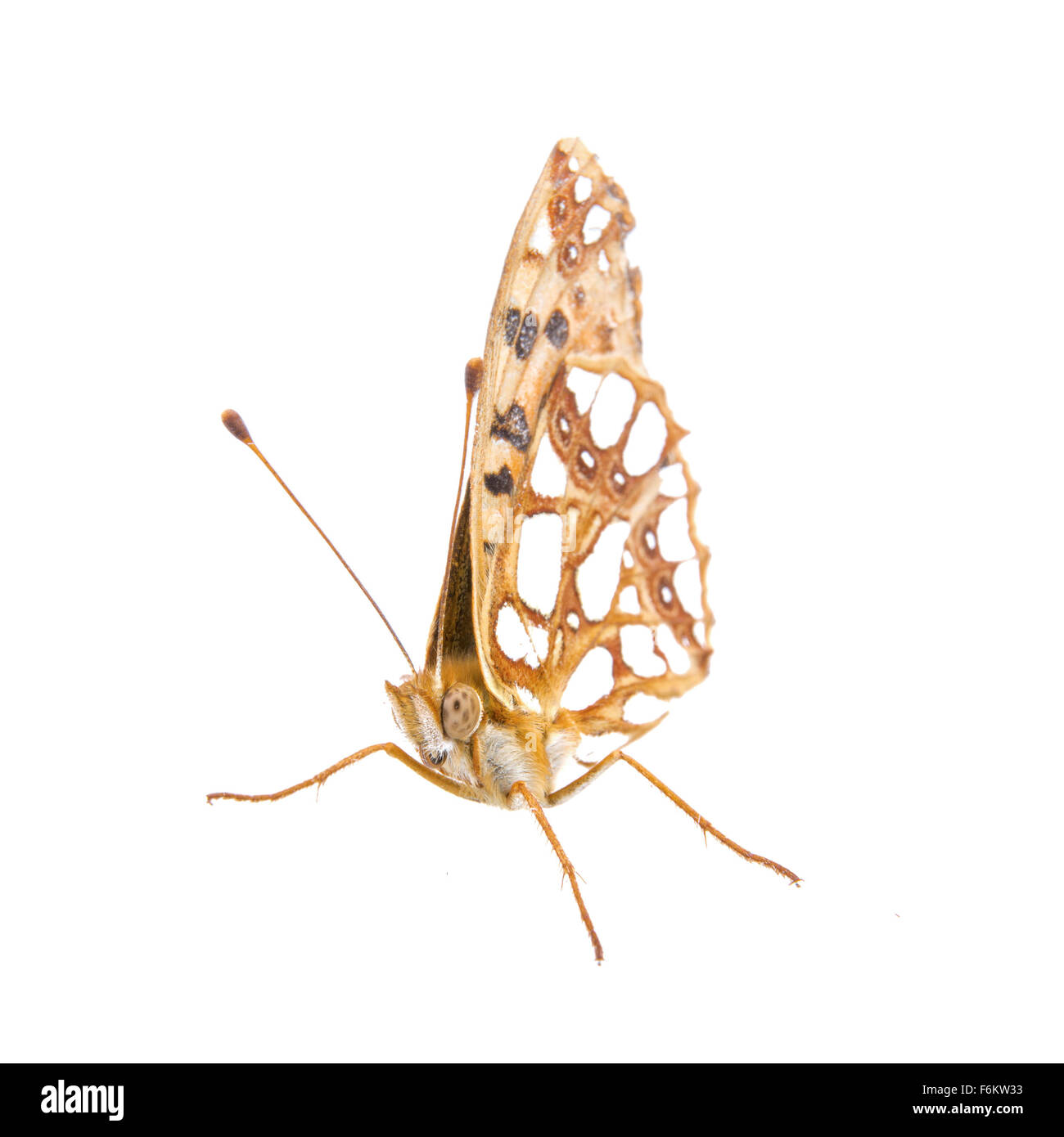 Colored butterfly isolated on the white background Stock Photo - Alamy