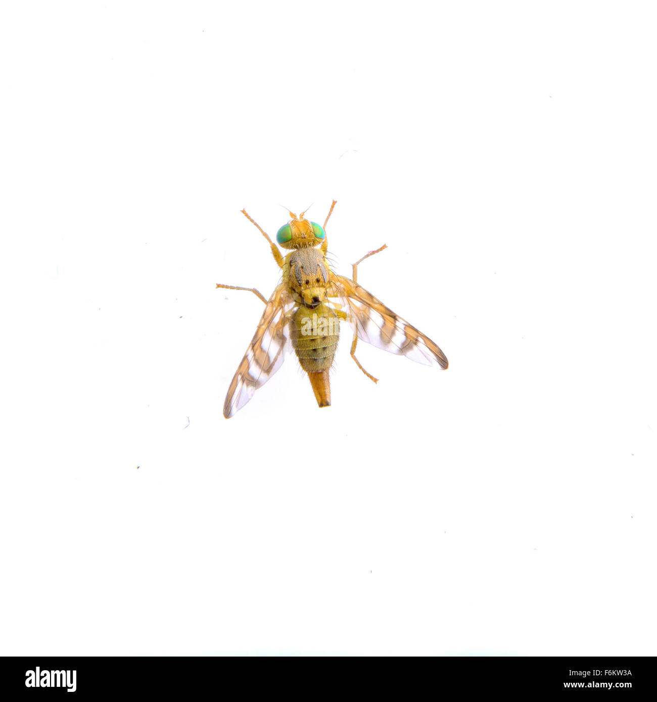 Fly with green eyes isolated on a white background Stock Photo - Alamy