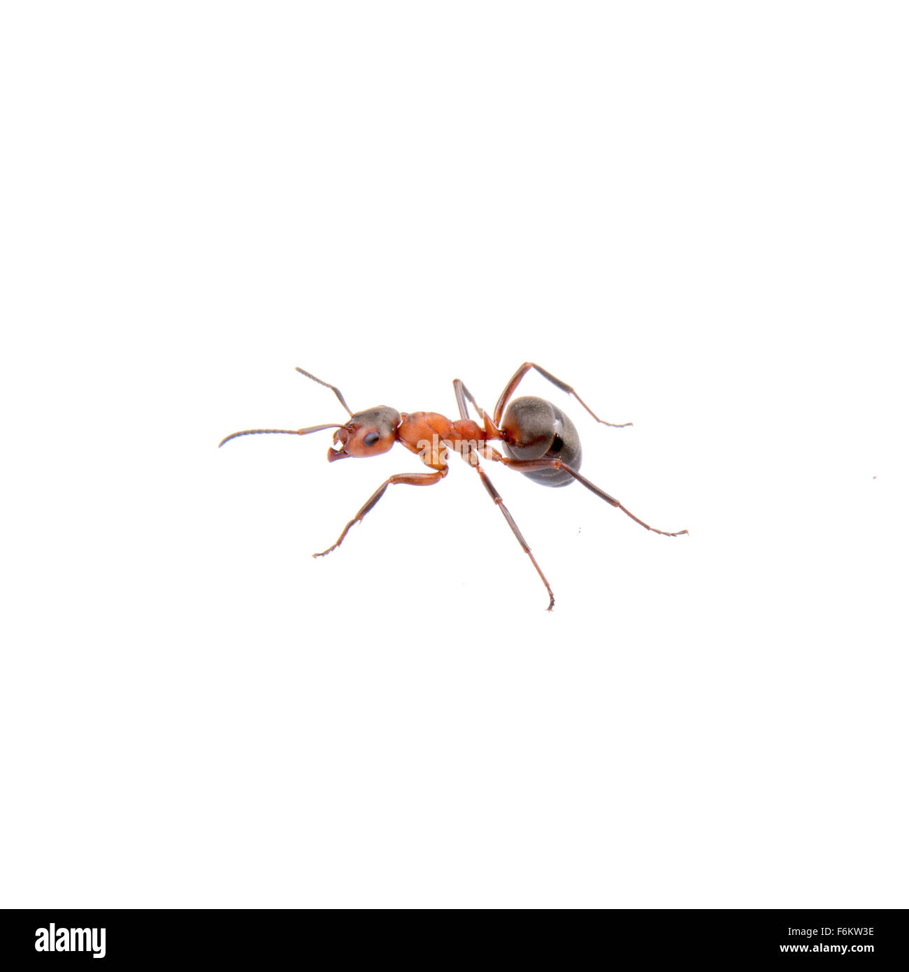 Brown ant isolated on a white background Stock Photo - Alamy
