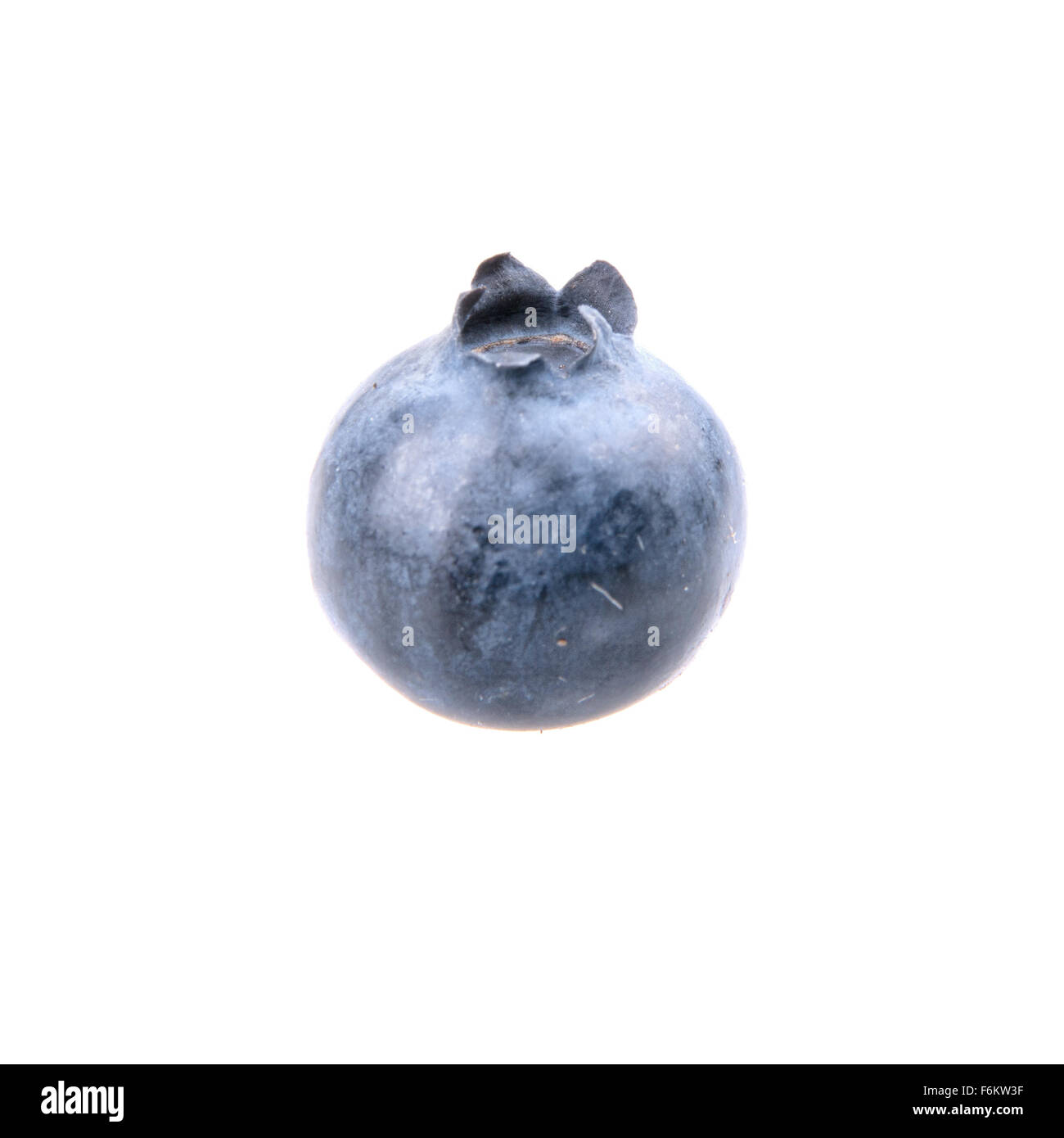 One blueberry isolated on white background Stock Photo - Alamy