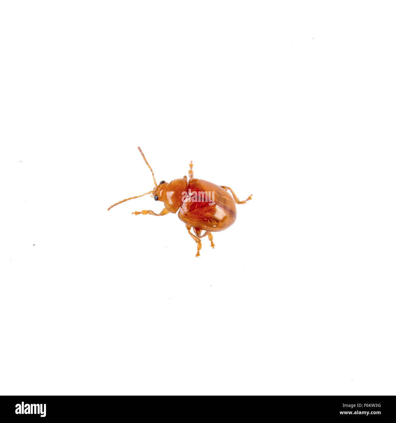 Rusty beetle Cut Out Stock Images & Pictures - Alamy