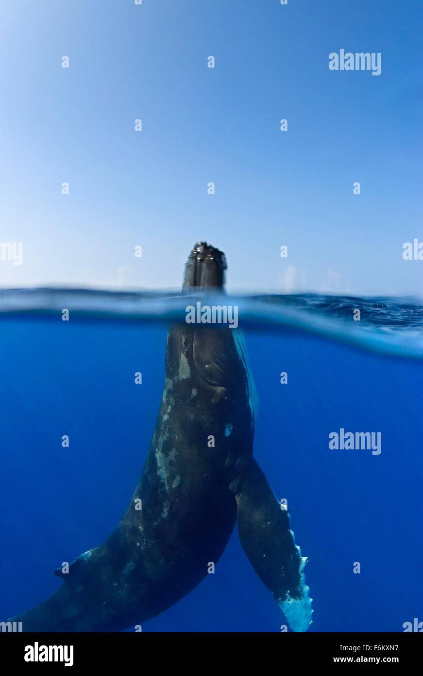 Planet Earth Tv Series High Resolution Stock Photography and Images - Alamy