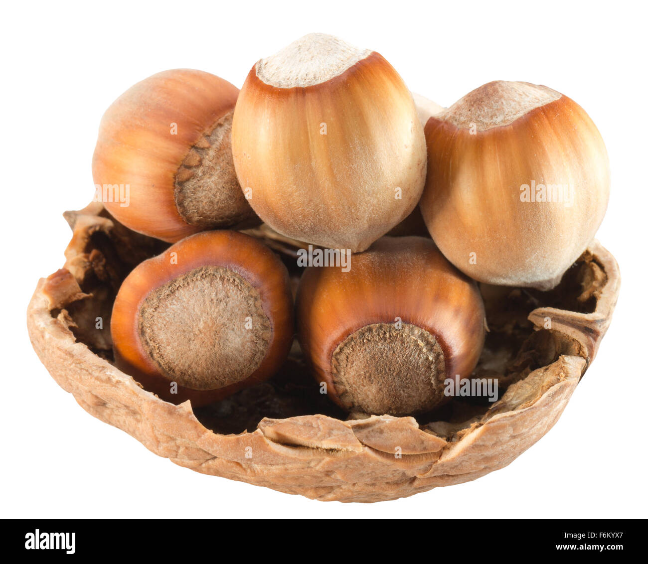 Hazelnut in shell hi-res stock photography and images - Alamy
