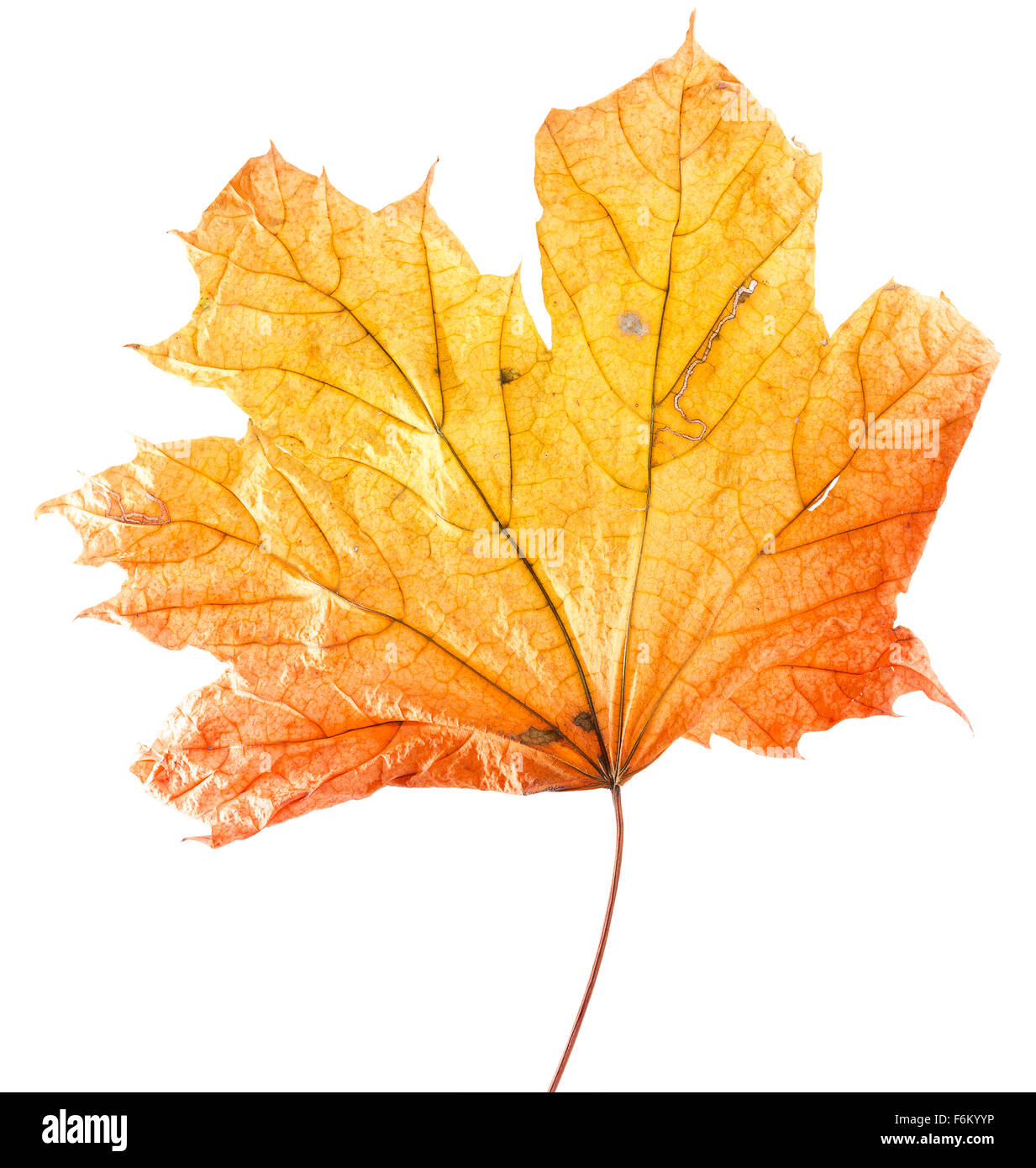 Macro yellow leaf hi-res stock photography and images - Alamy