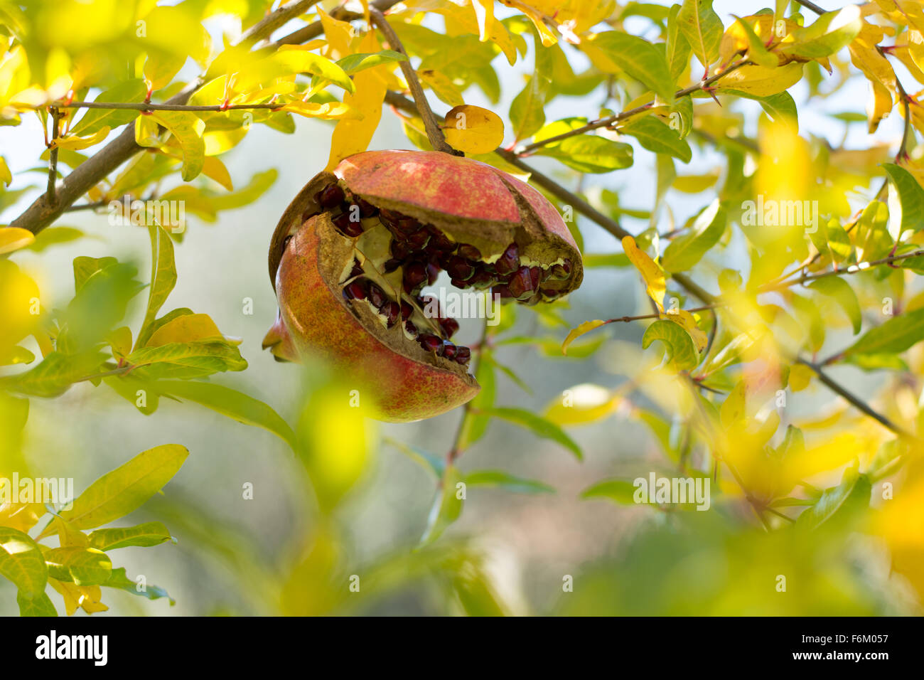 photo of a pomegranate in a tree Stock Photo - Alamy