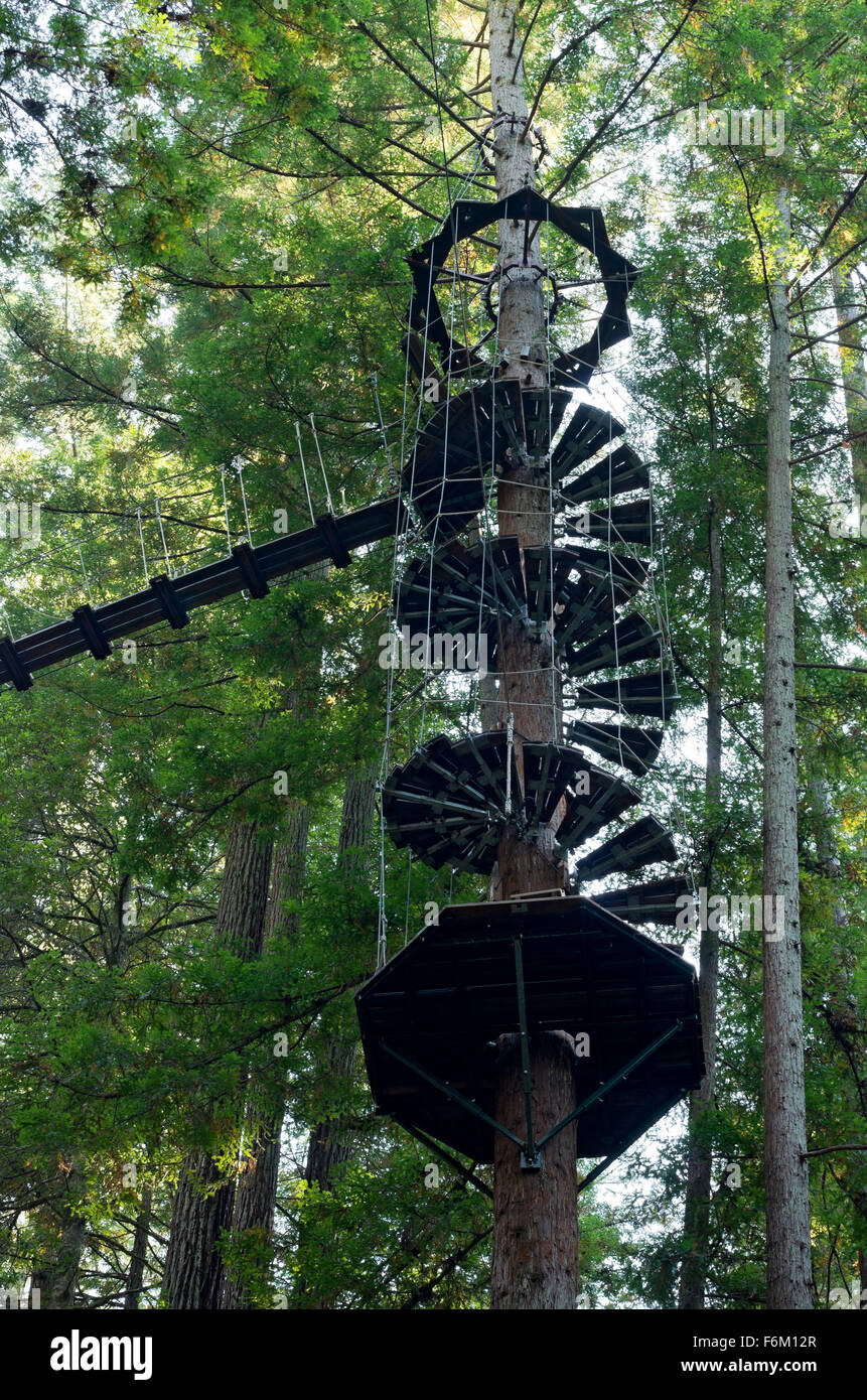 skybridge and spiral staircase along zipline inside redwood forest of ...