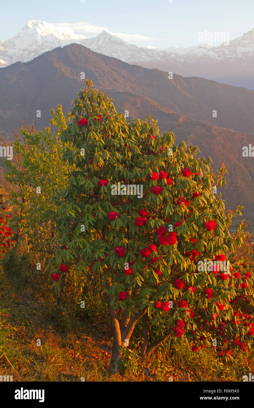 Nepal rhododendron hi-res stock photography and images - Alamy