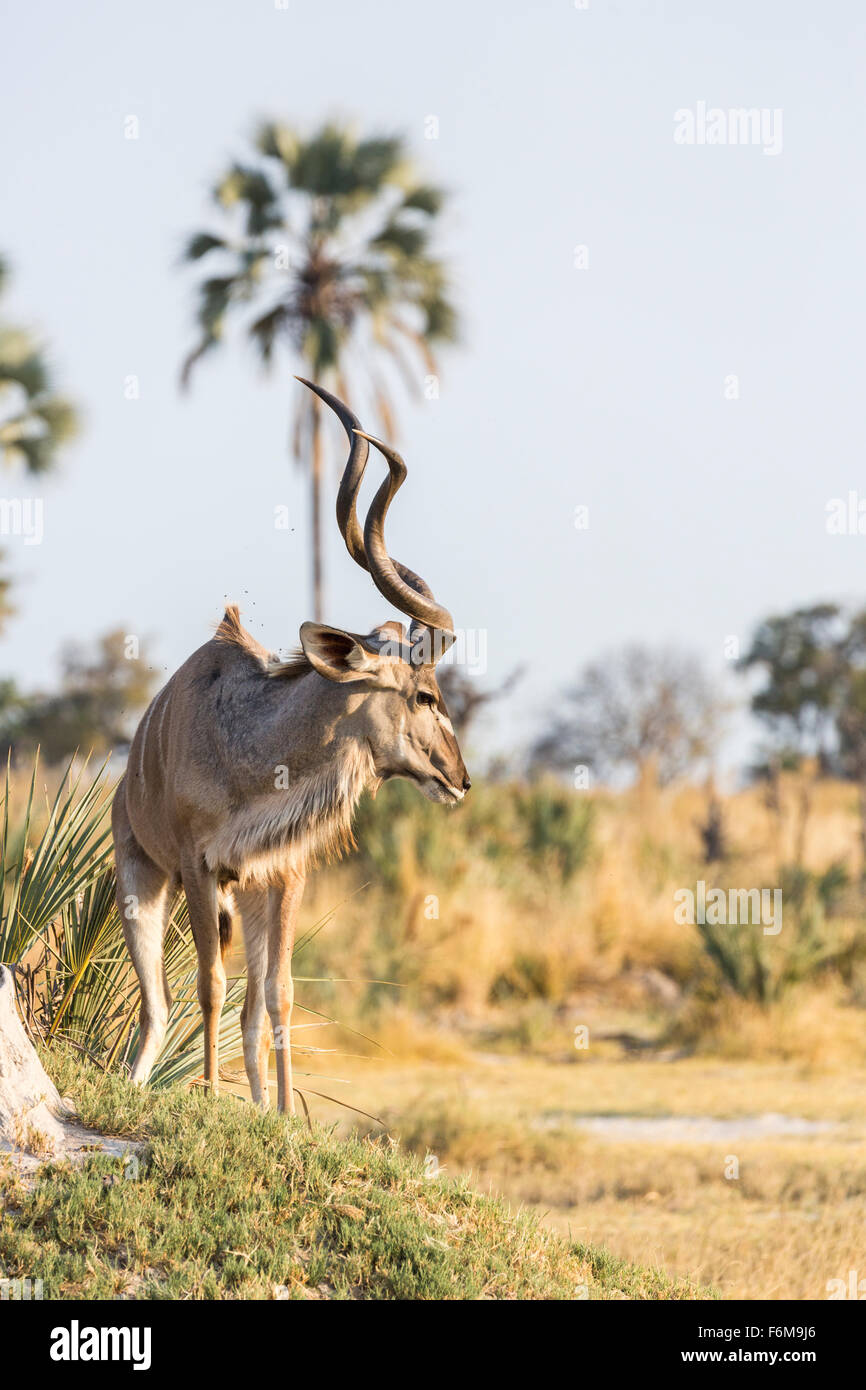 African wildlife: Male greater kudu (Tragelaphus strepsiceros) with ...