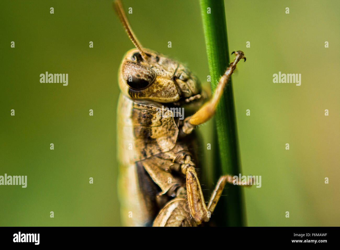 macro grasshopper in nature Stock Photo - Alamy