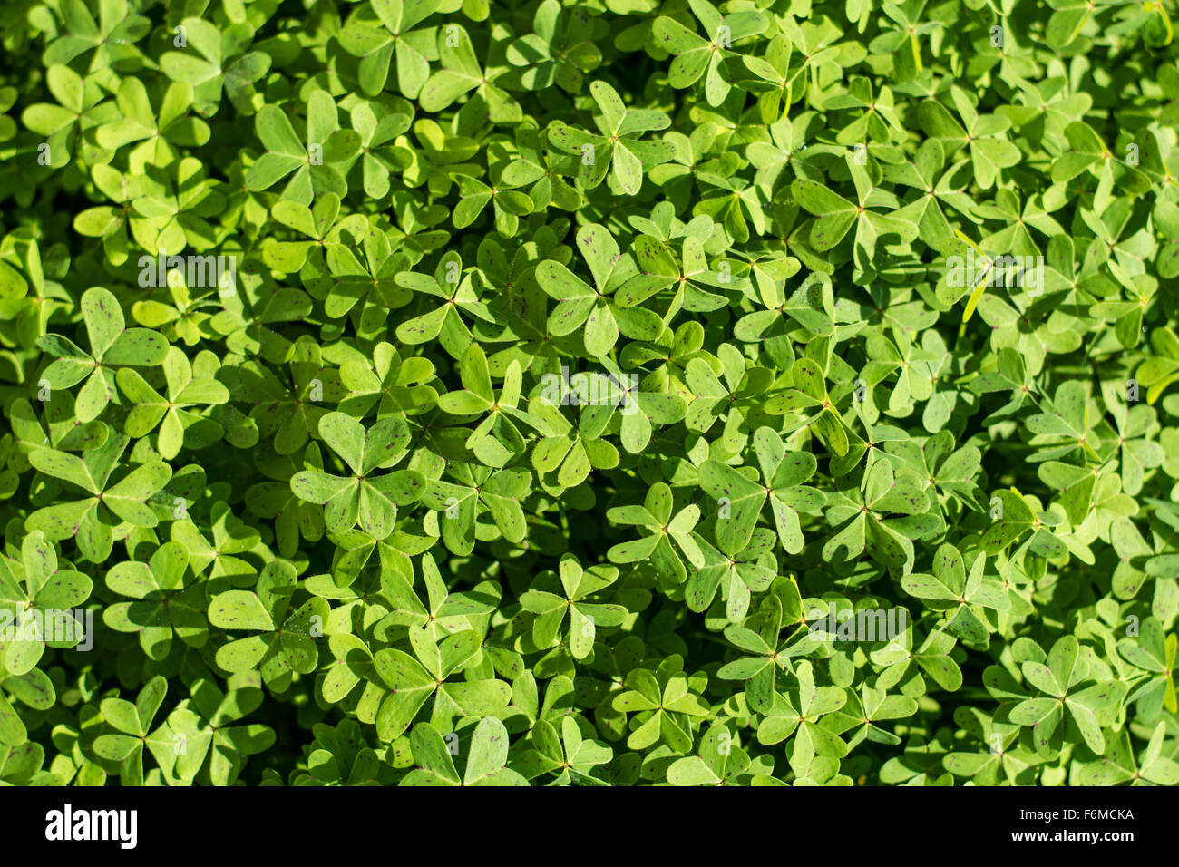 Plant filled environment hi-res stock photography and images - Alamy