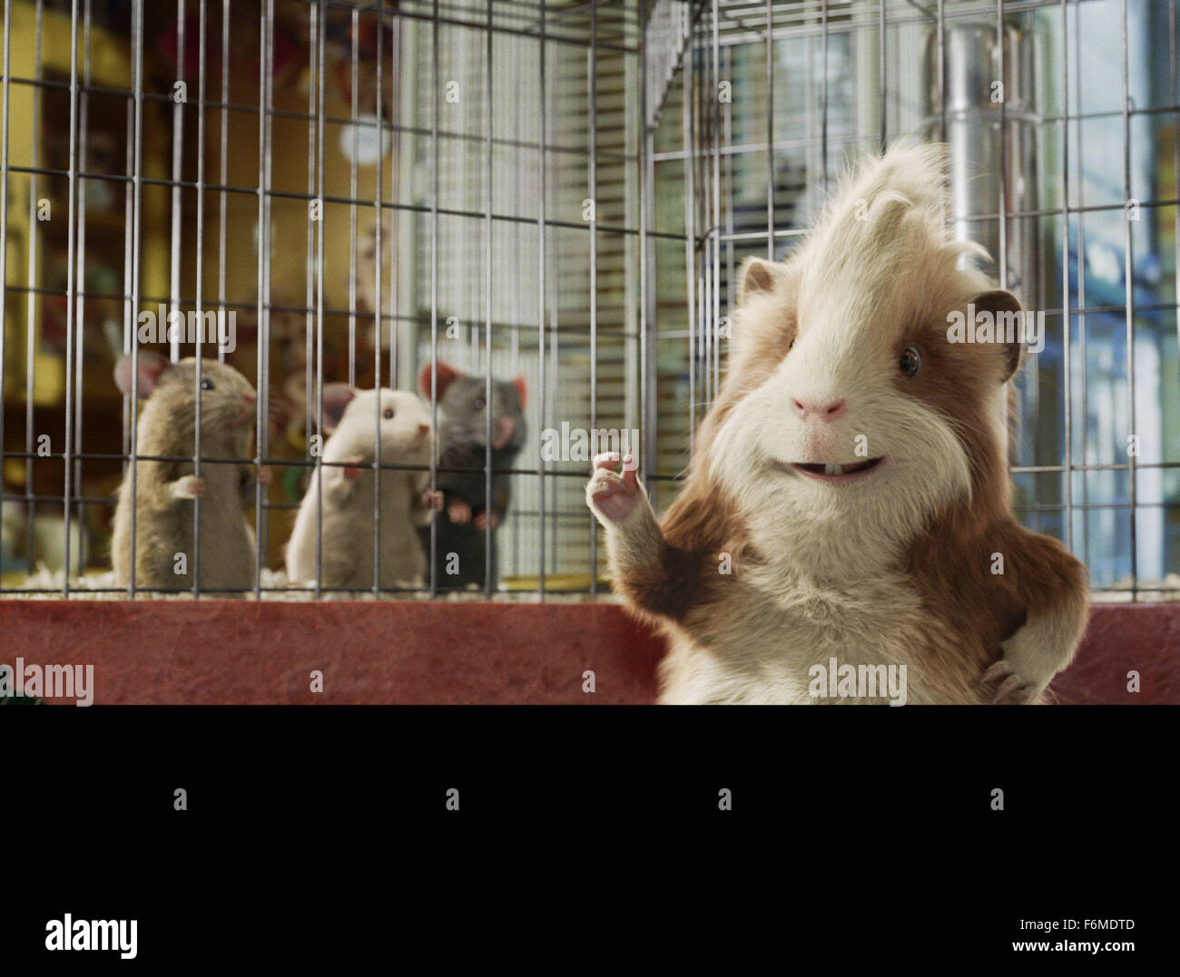 Trained pigs hi-res stock photography and images - Alamy