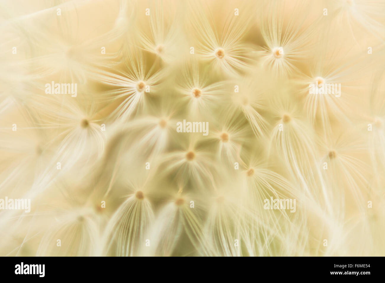 a texture of dandelion macro Stock Photo - Alamy