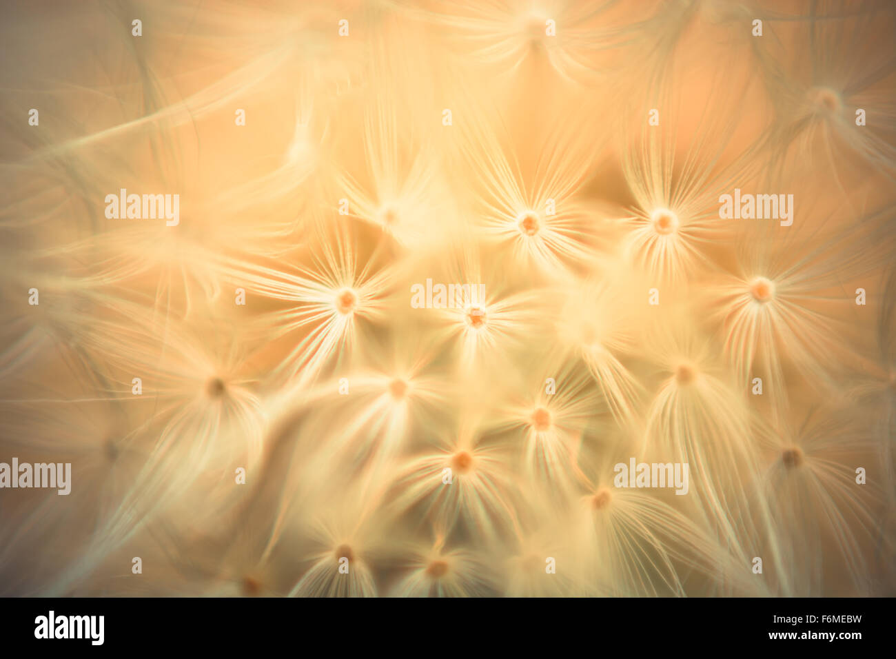 a texture of dandelion macro Stock Photo - Alamy