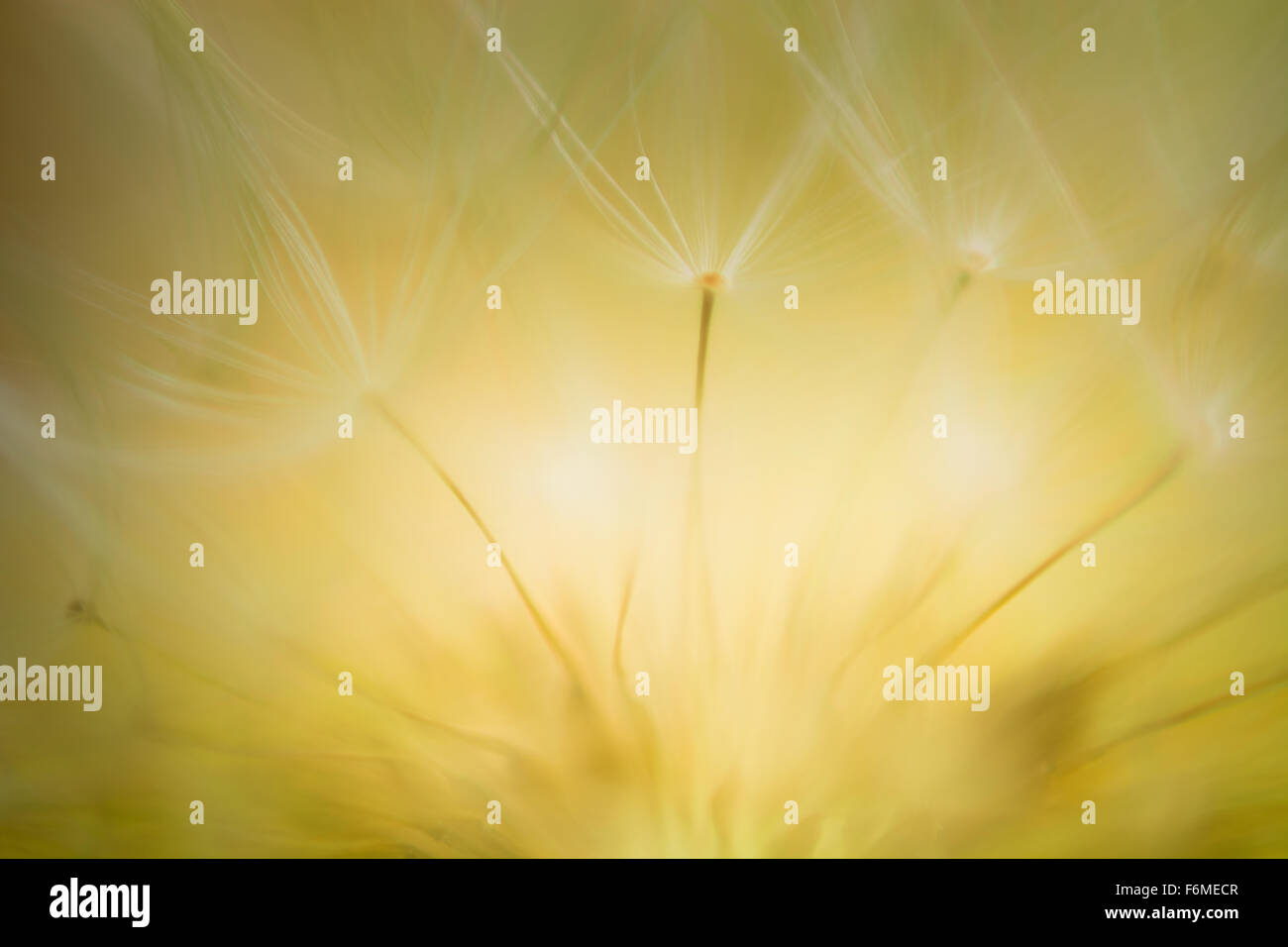 a texture of dandelion macro Stock Photo - Alamy