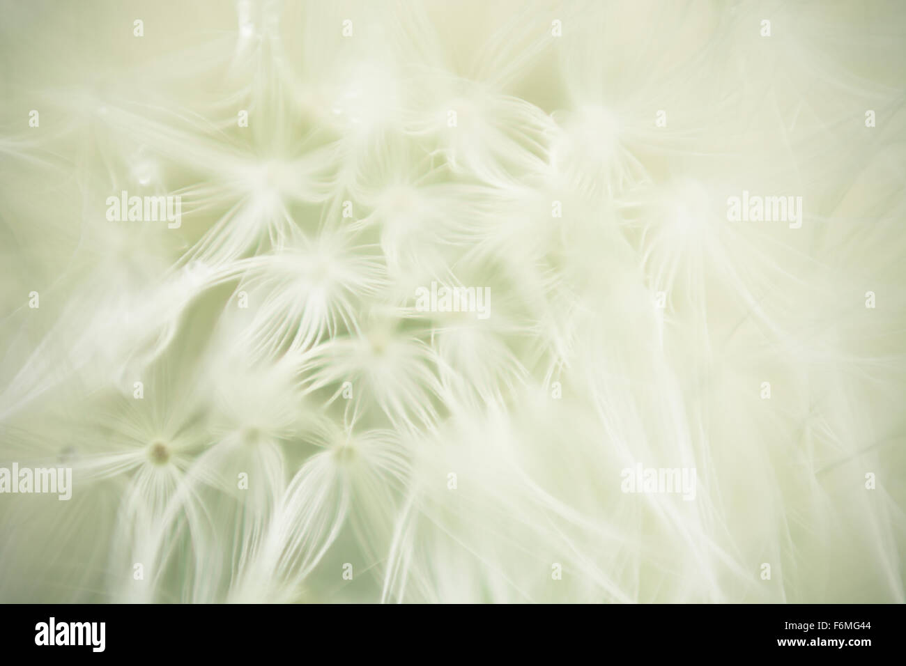 a texture of dandelion macro Stock Photo - Alamy