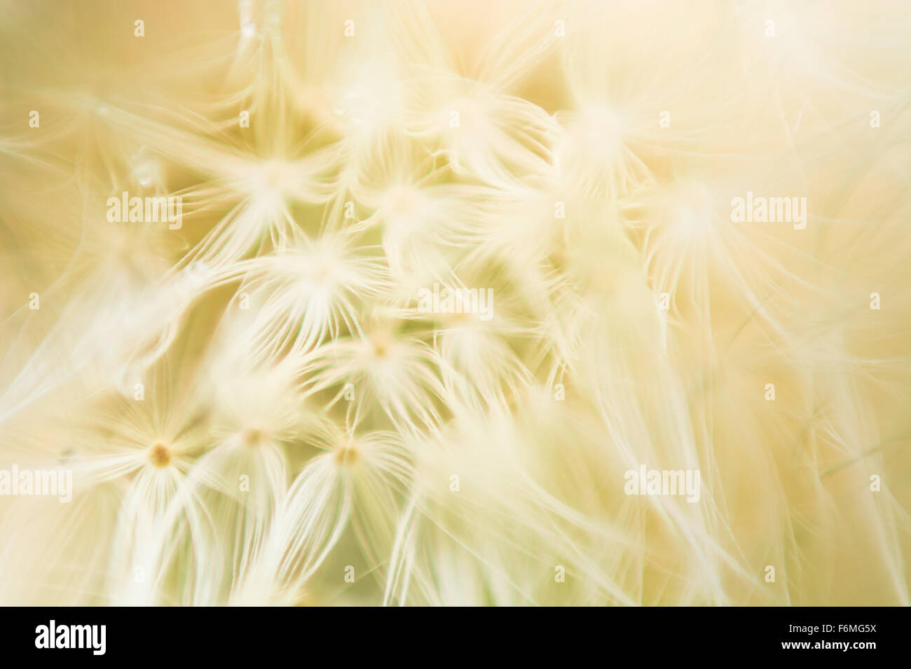 a texture of dandelion macro Stock Photo - Alamy