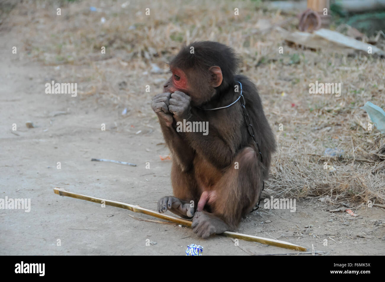 Monkey in Chains in Vietnam Stock Photo - Alamy